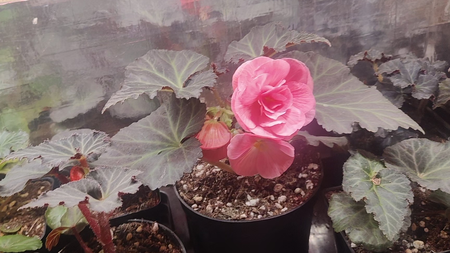 Мои бегонии 3 февраля 2025 года. Сеянцы, черенки и клубни