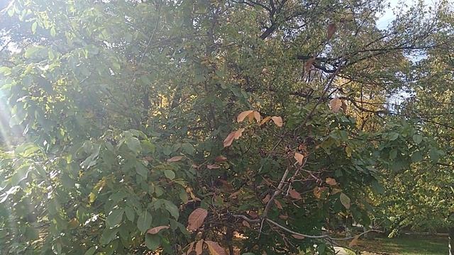 БЕЛКА Краснодона