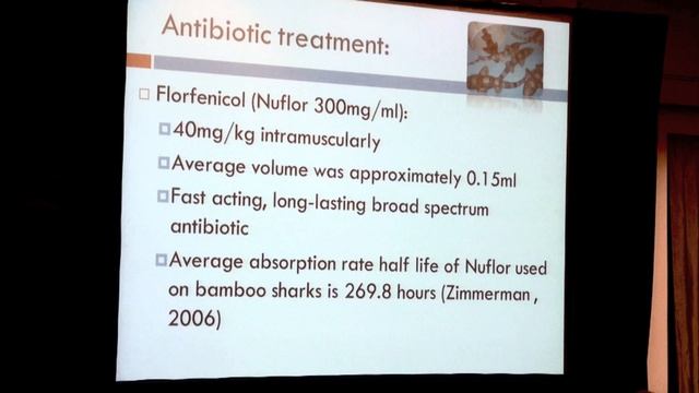 Эрик Карлсон «Белопятнистая бамбуковая акула Chiloscyllum plagiosum- хирургическое удаление птеригоп