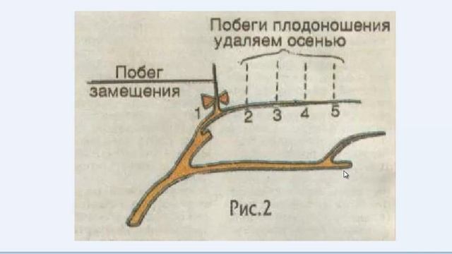 Обрезка и формировка винограда. Наклонный кордон. Схема