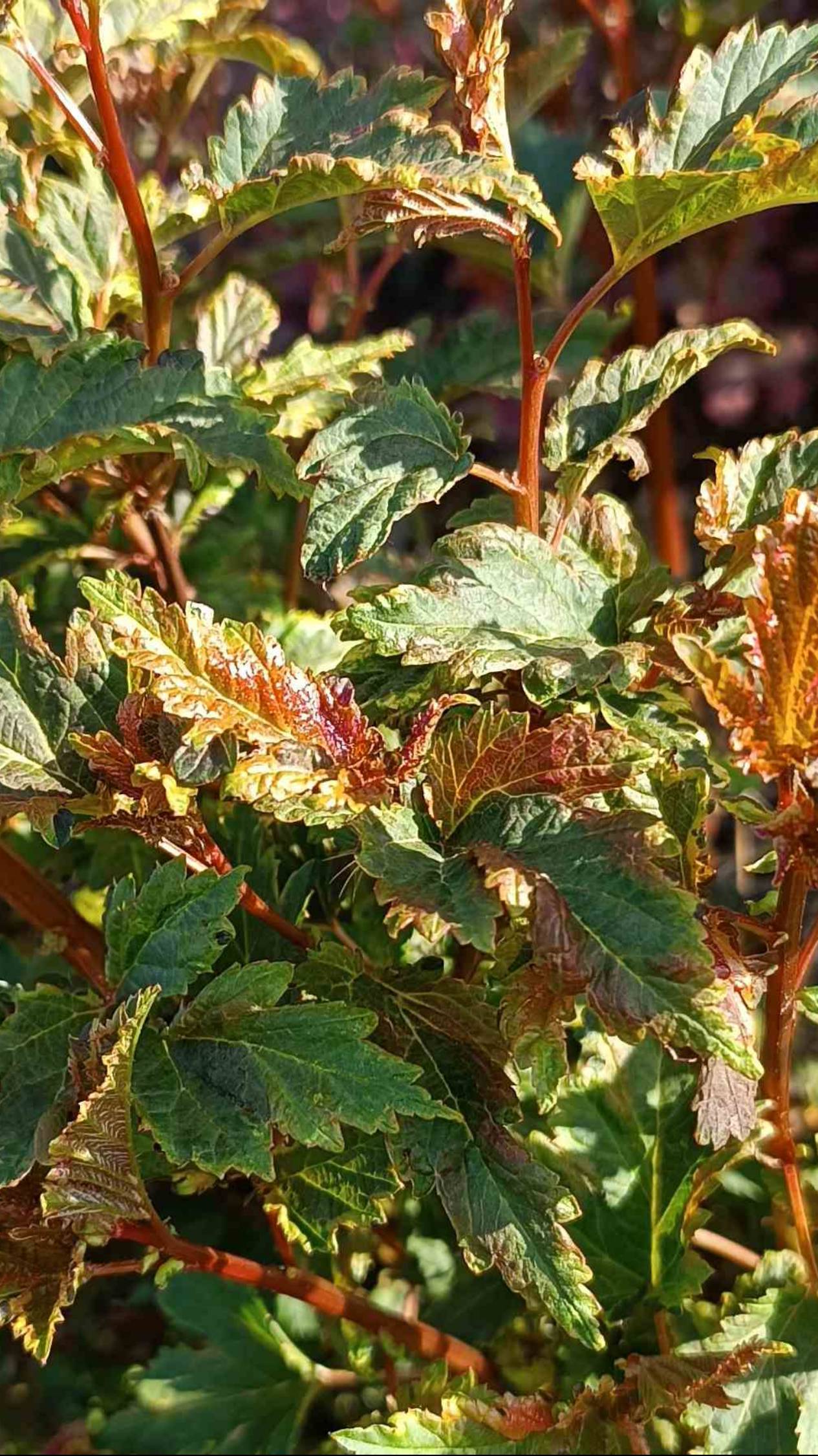 Пузыреплодник Хамелеон