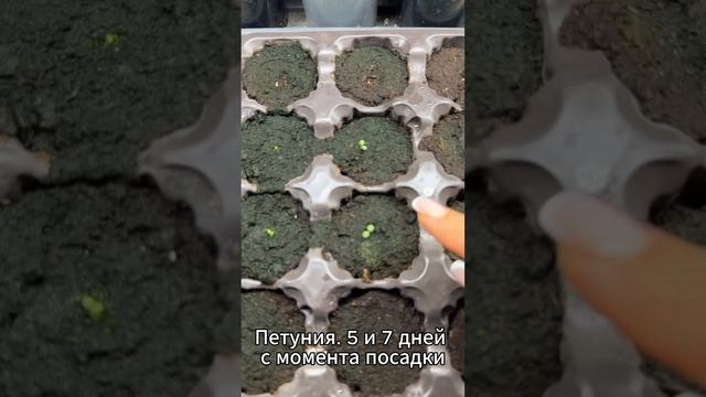 Утренняя поверка малышек эустом и петуний. Делюсь результатами. Если ещё не посадили, догоняйте!