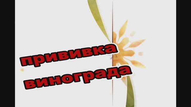 Прививка винограда в штамб
