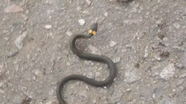 Малышня Ату его, ату ужика!