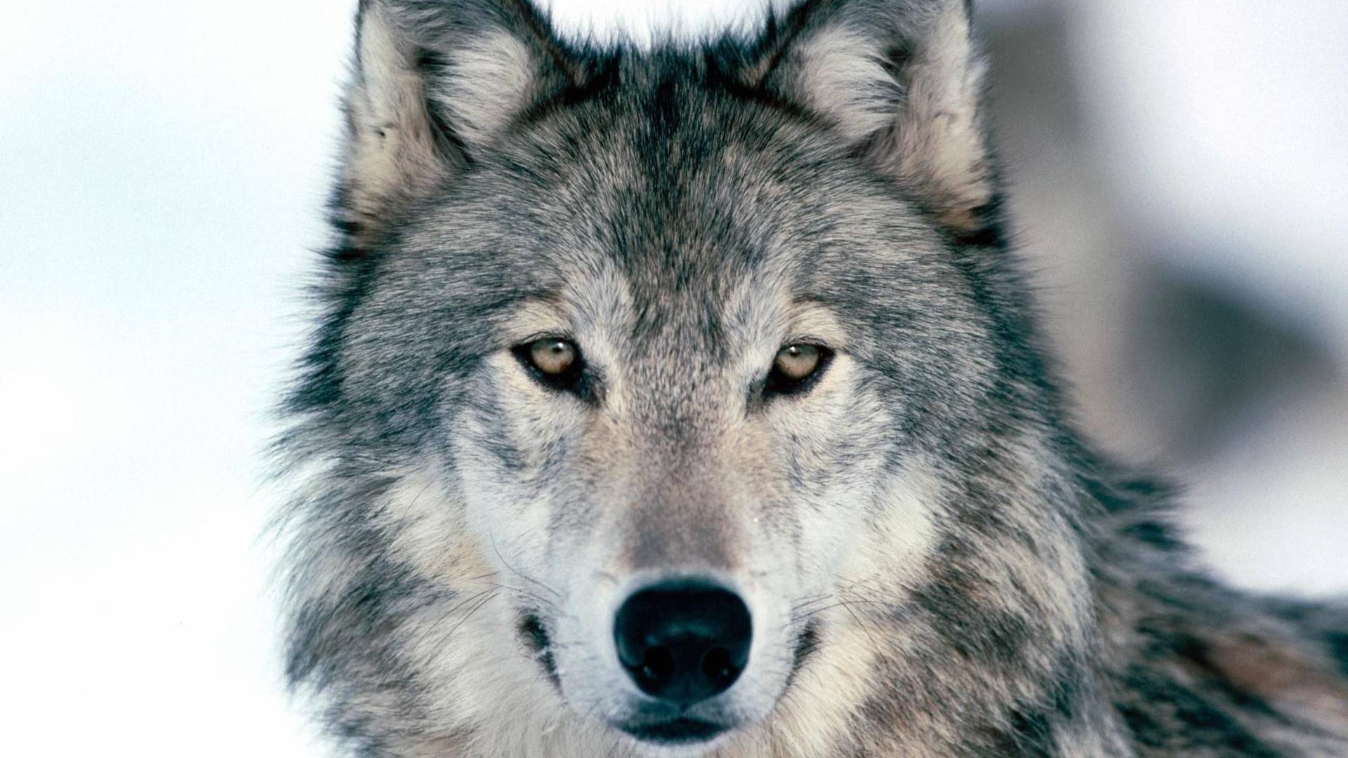 Волчица Стихи Е. Дубковой, муз м. Кадырметова, исп. А. Град