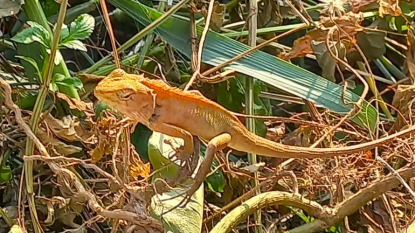 Краби. Коты и удавы