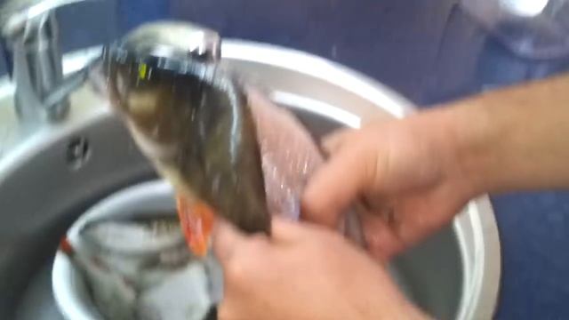 Как быстро почистить окуня