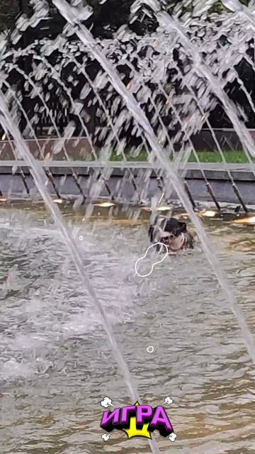 Водные забавы: собака играет в фонтане! ⛲ #собака #стаффи #игрушки #фонтан #бежим #вводе #смешное