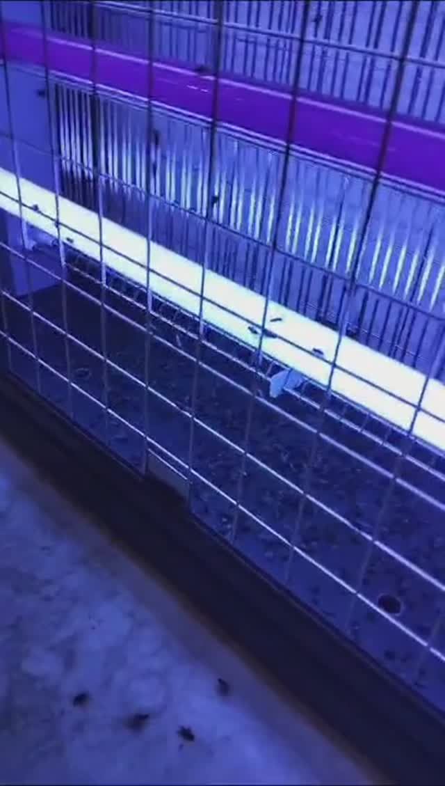 Козлятник №1. Начало. Работает FROJER XC40-FSL.