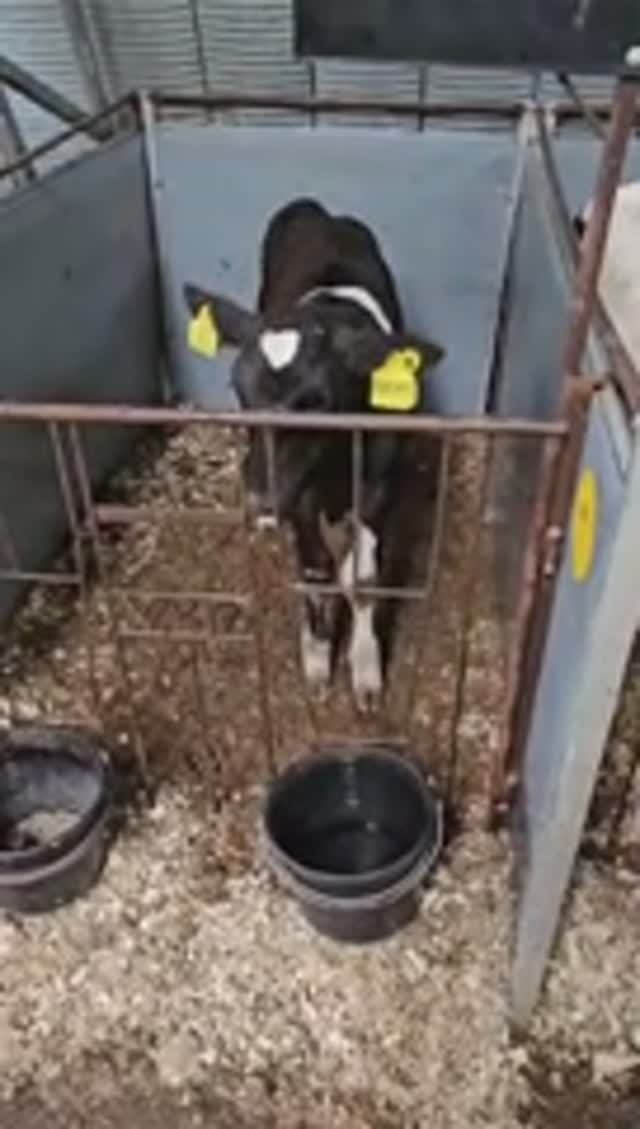 Телятник №1.  Продолжение.  FROJER PRO XC80-FSL