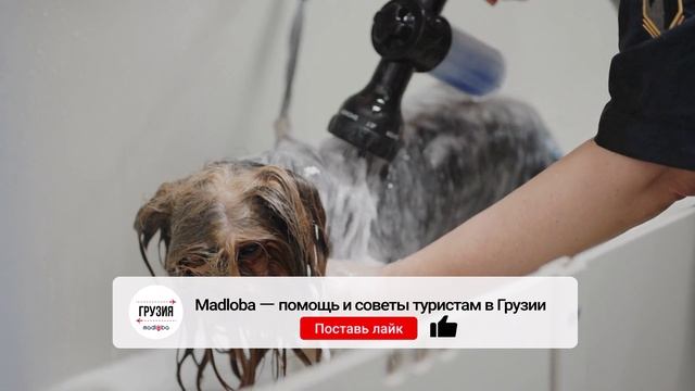 🐕 Уход за собакой в зоосалоне: какие услуги доступны?