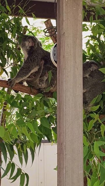 Детский сад коал