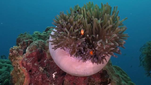 Расслабляющая музыка. Подводный мир #2