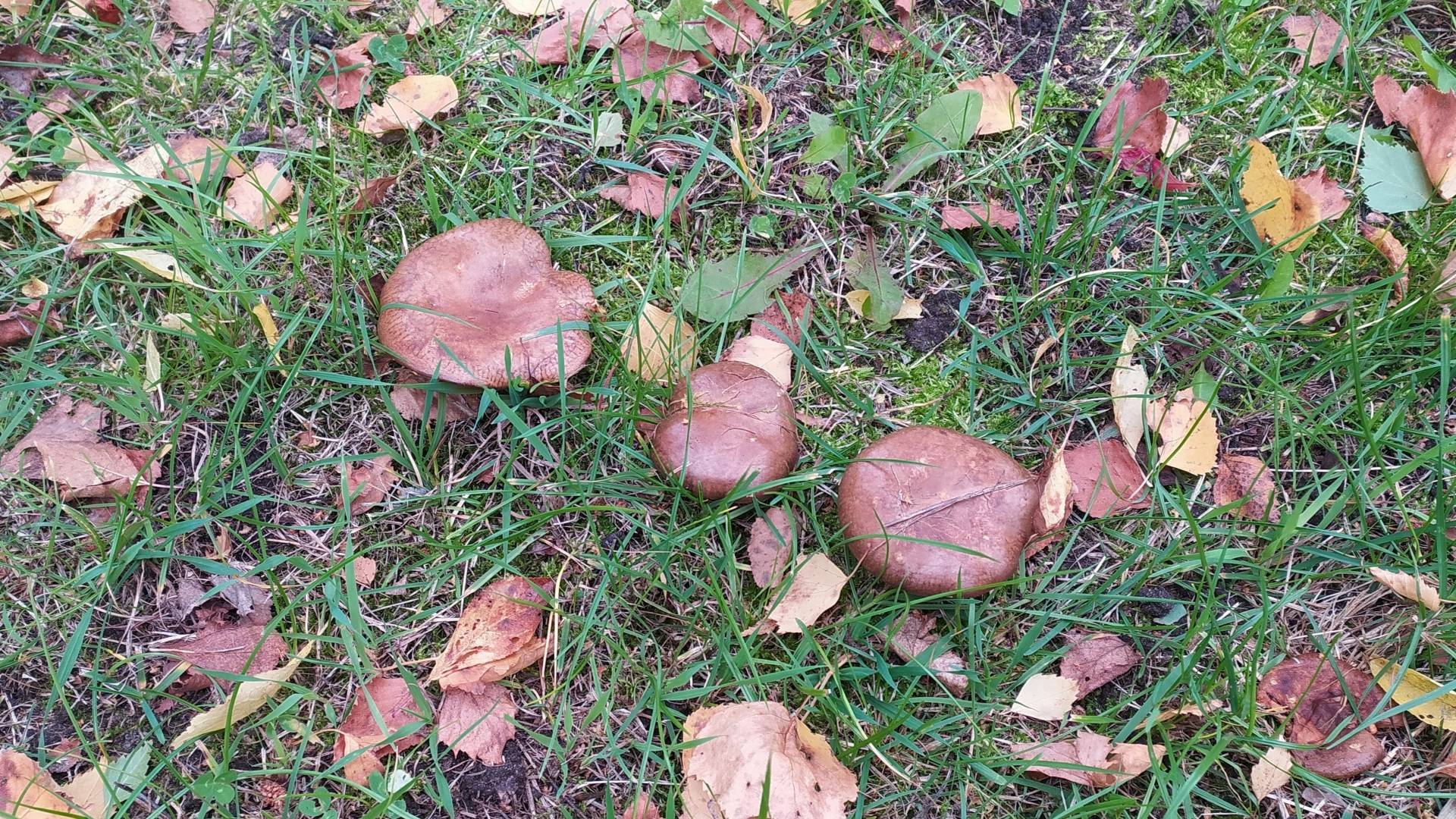 Свинушка тонкая (Paxillus involutus). Как выглядит гриб на месте произрастания.