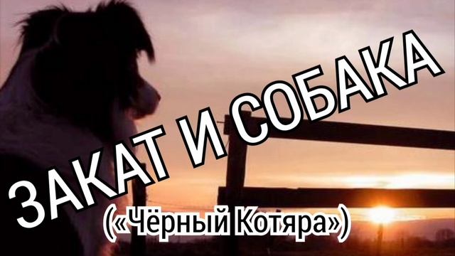 Закат и собака («Чёрный Котяра»)