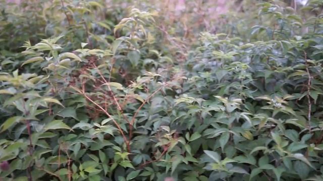 Тест объектива Sony FE 35mm f1.8: как раз то, что нужно в 85% случаев