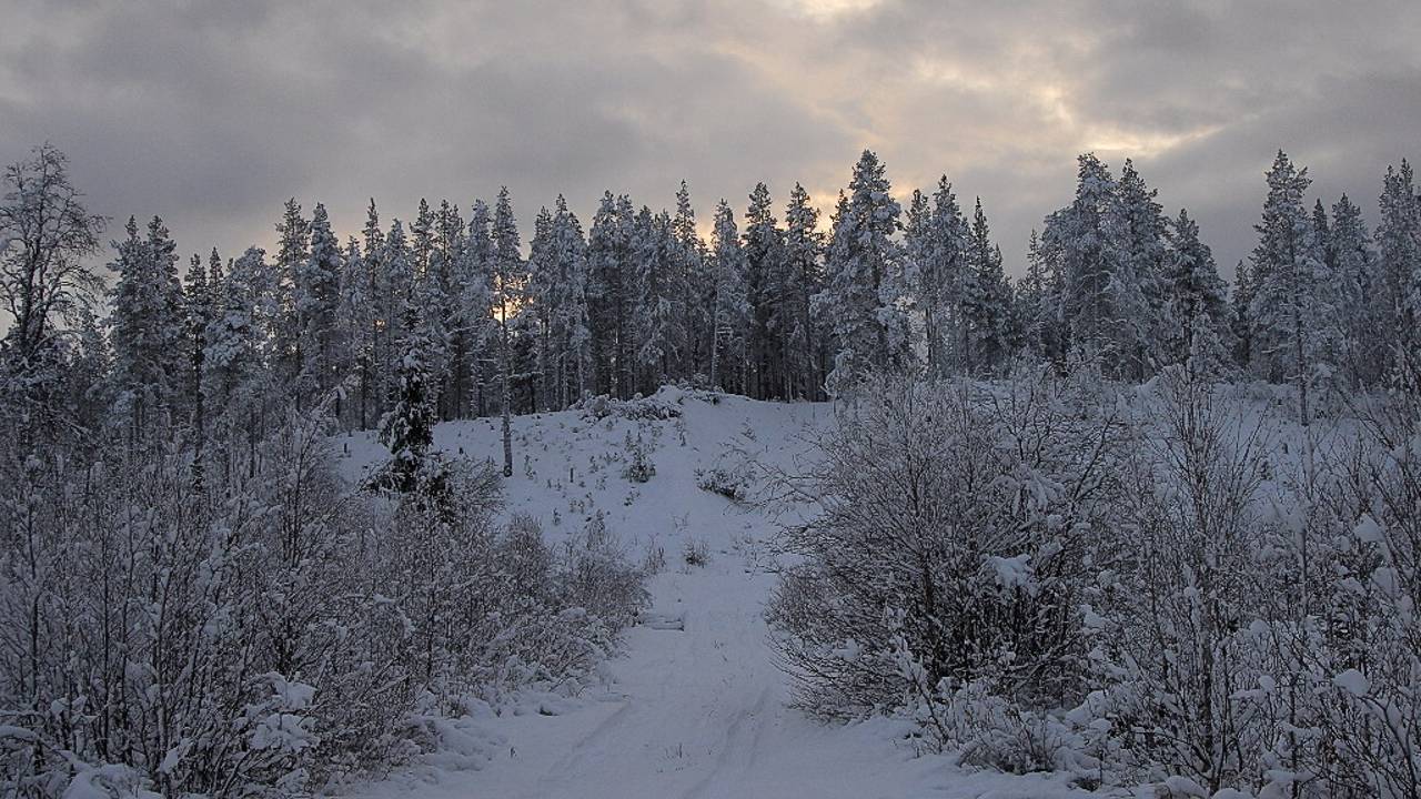 ЛЕТНИЙ СНЕГОПАД
