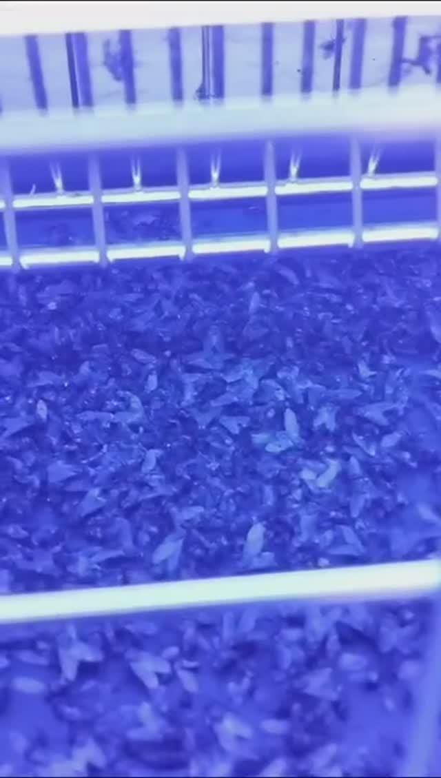 Козлятник №1. 2 часа спустя. Работает FROJER XC40-FSL.