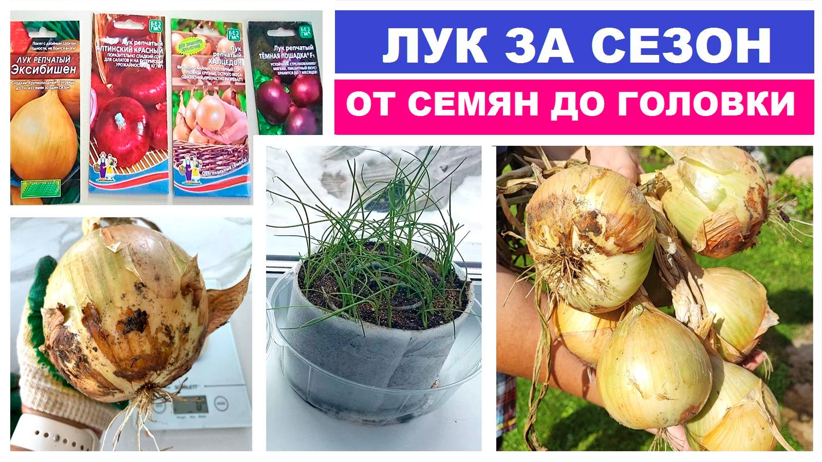 Лук от семян до 850 грамм за сезон!