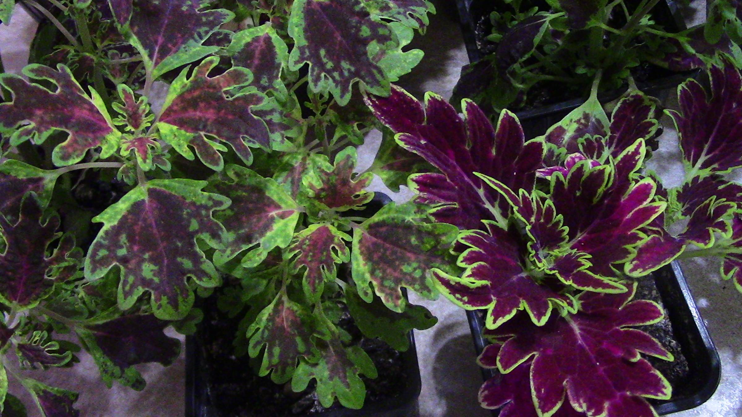 Обзор колеусов в феврале.