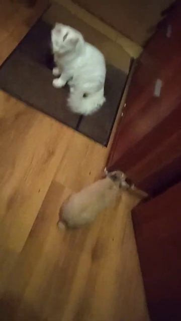 два кота и кролик