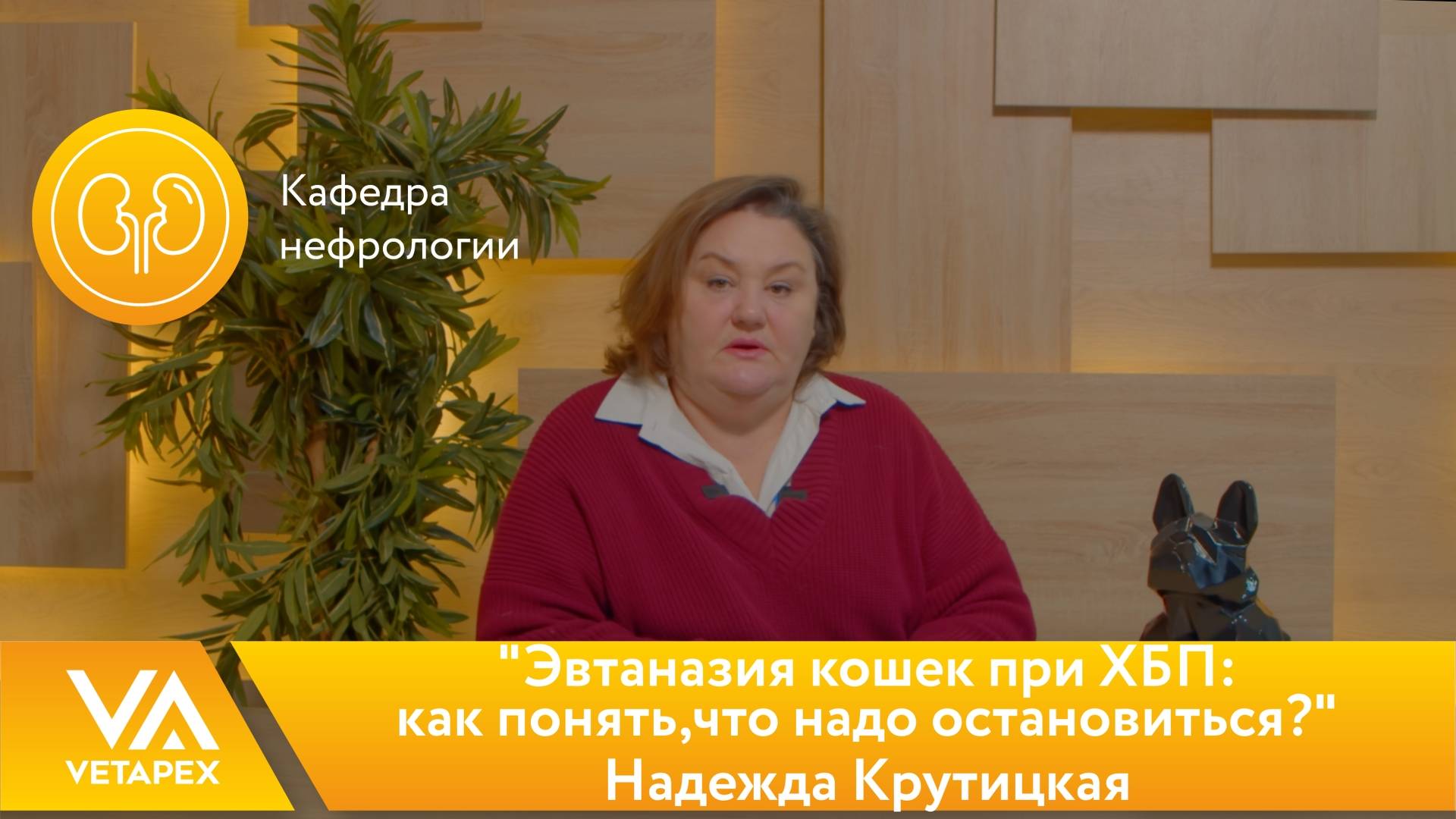 Кафедра Нефрологии Эвтаназия кошек при ХБП как понять,что надо остановиться
