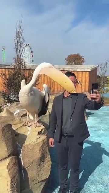 Когда решил сделать селфи с пеликаном