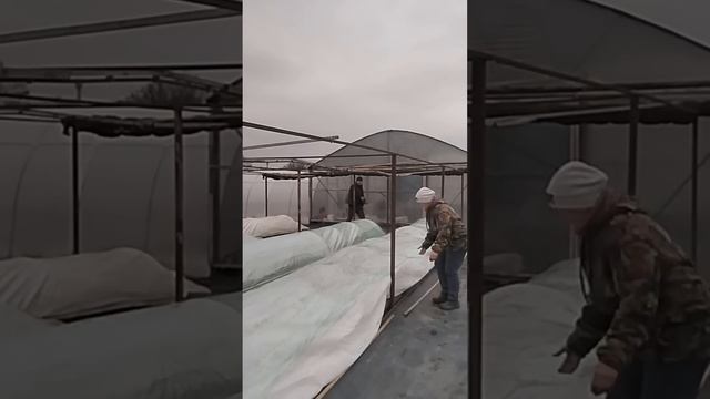 В этот раз без развода. Укрытие саженцев на зиму.