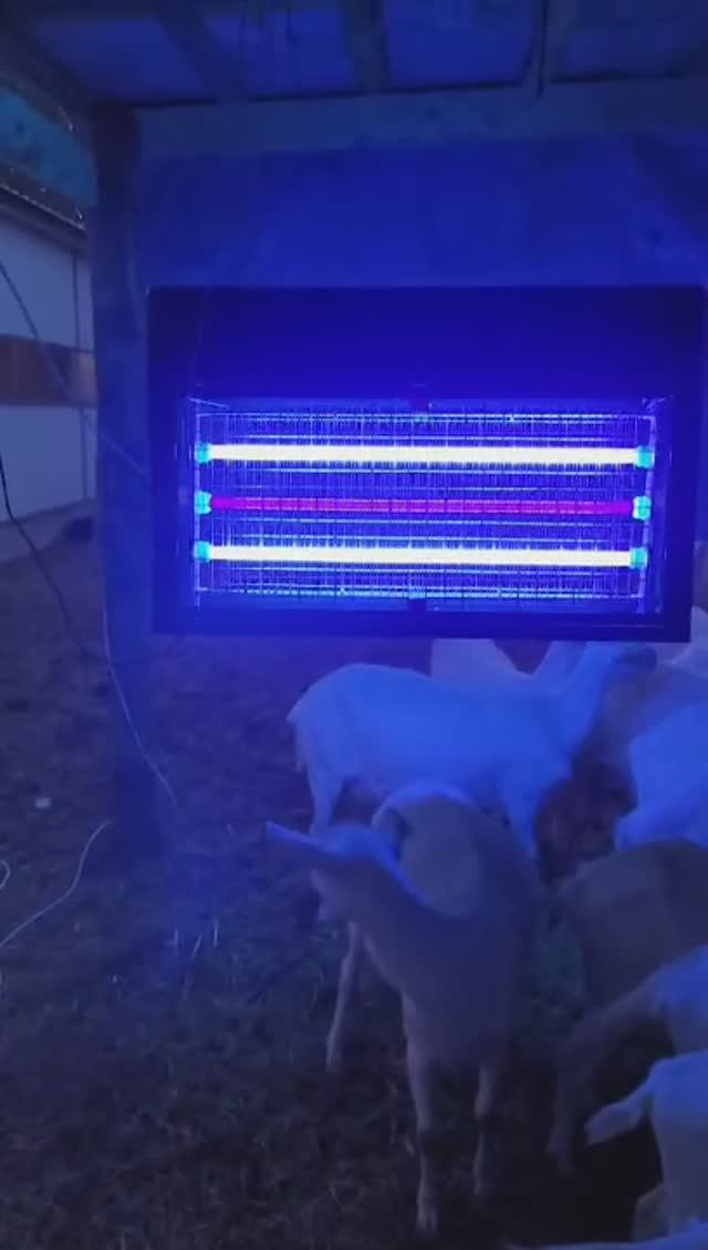 Козлятник №2.  В сумерках против комаров. FROJER PRO XC80-FSL