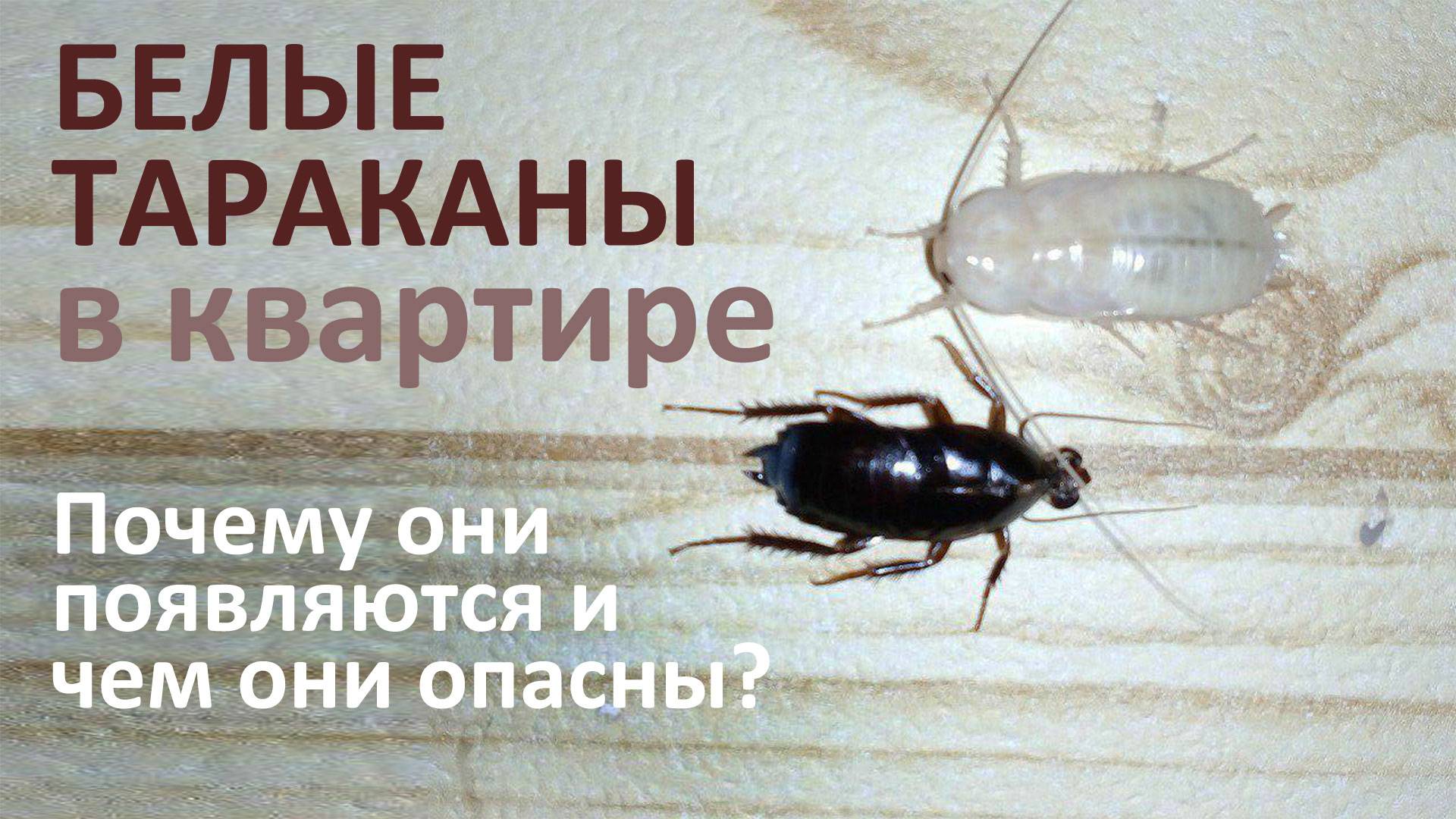 Что это за белые тараканы в квартире, и откуда берутся?