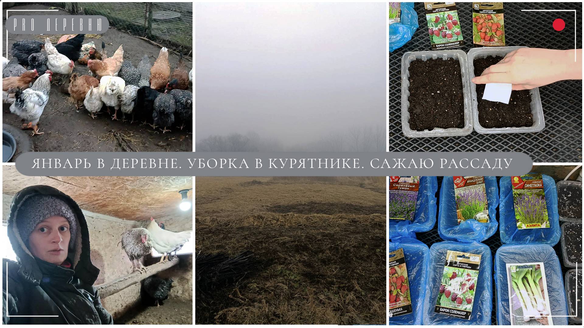 Январь в деревне. Сажаю рассаду земляники, луку-порея, сельдерея