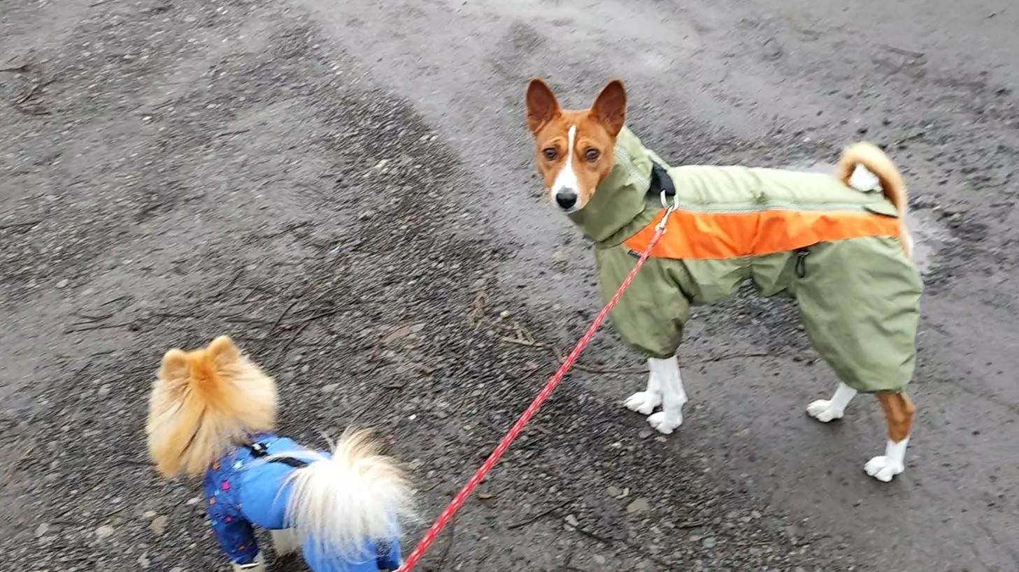 Погода не то чтобы лётная, но дела сами себя не сделают. Деловые Фокс и Лео |Передержка собак Ростов