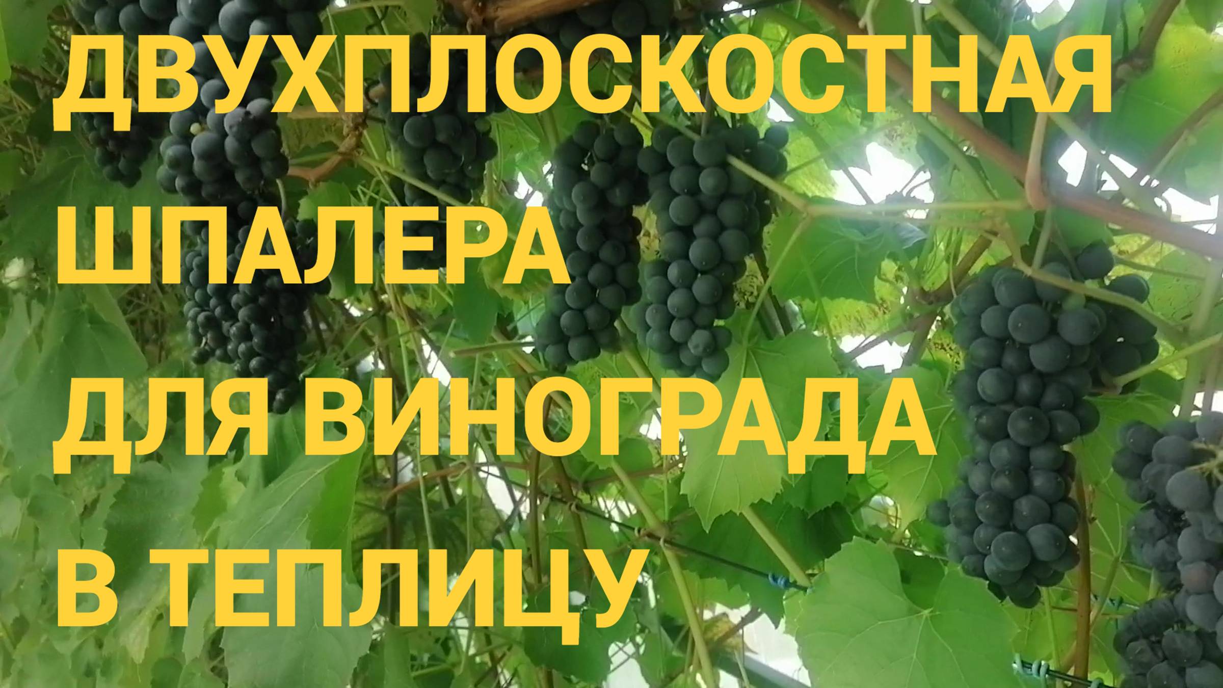 Двухплоскостная шпалера для винограда в теплицу своими руками.