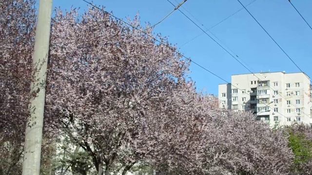 "Сакура" Краснодар.