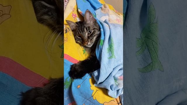 Песня в исполнении Дмитрия Курилова "Песня про кота"