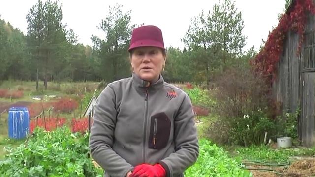 Как подготовить почву с помощью сидератов