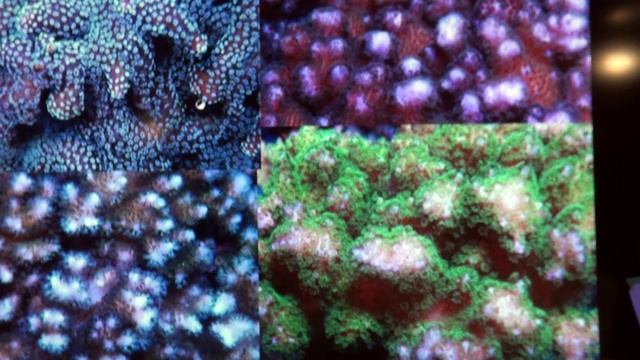 Попонов Сергей Юрьевич Содержание и разведение жестких кораллов в искусственных условиях.