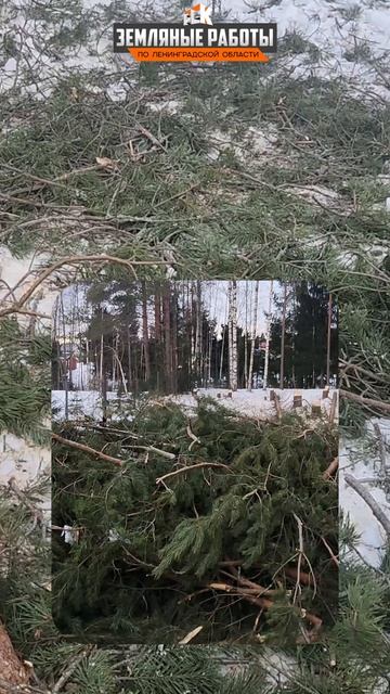 Как происходит спил и распил деревьев  #вск #спилдеревьев