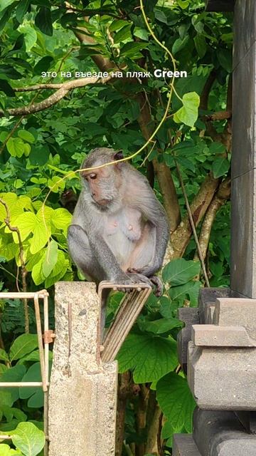 Балийская обезьянка и его детеныши