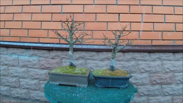 Бонсай поздняя осень клёны без листвы 2024 год