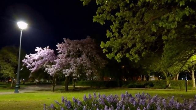 🌸🌙Лечебный сон. Ночное спокойствие: Сирень под фонарем🌸🌙