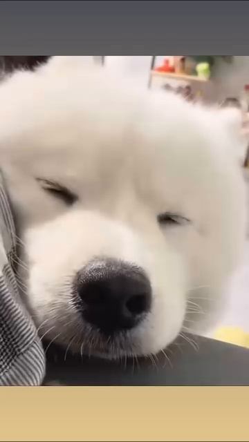 Очаровательная белая собака.