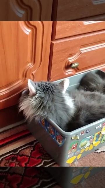 Спокойных снов!