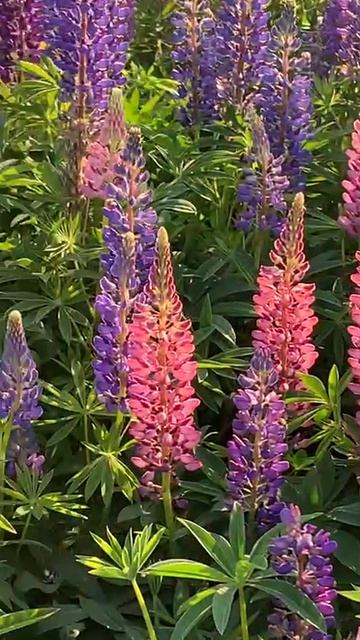 медонос люпин