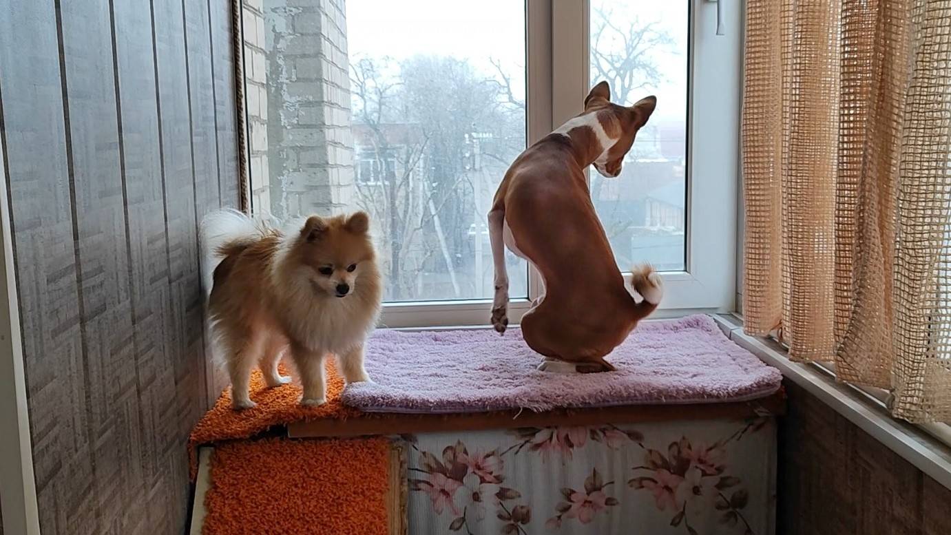 Развлекаем Лео, а он нас... | Передержка собак Ростов