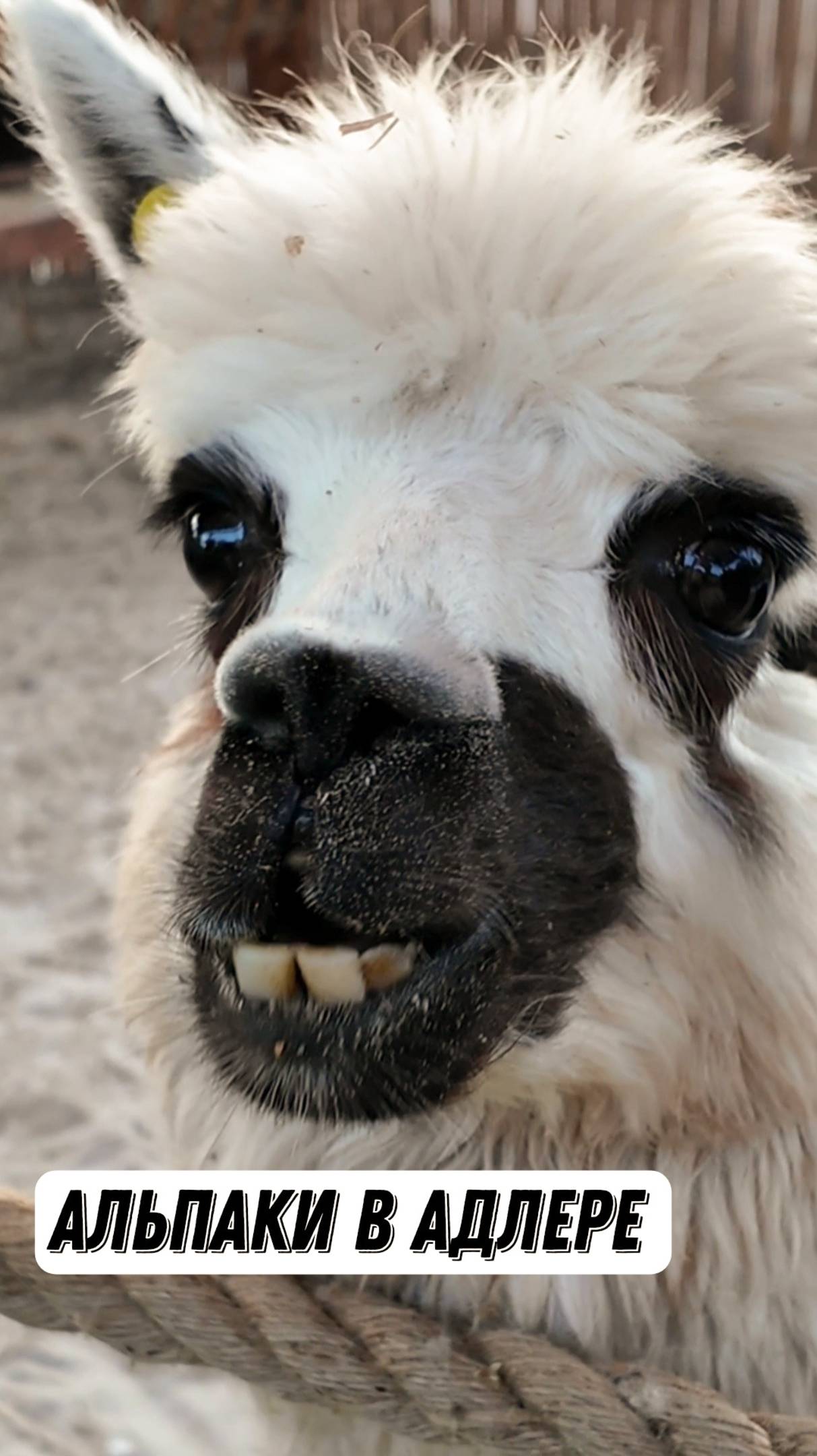 Альпаки в сердце Адлера