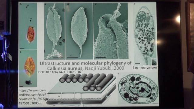 Барсуков М. И. МПГУ Особенности гетеротрофного питания кораллов в аквариуме.