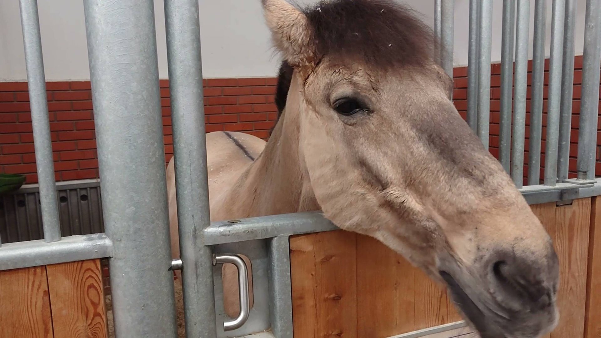 Марш кавалерийского полка