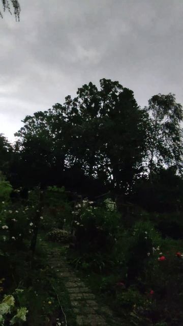 Ураган и ливень. Июль 2024 #ольга_дом_и_дача #дачакакесть #flowers #garden☔️⛈