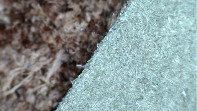 Ranga Live. Замша и нубук